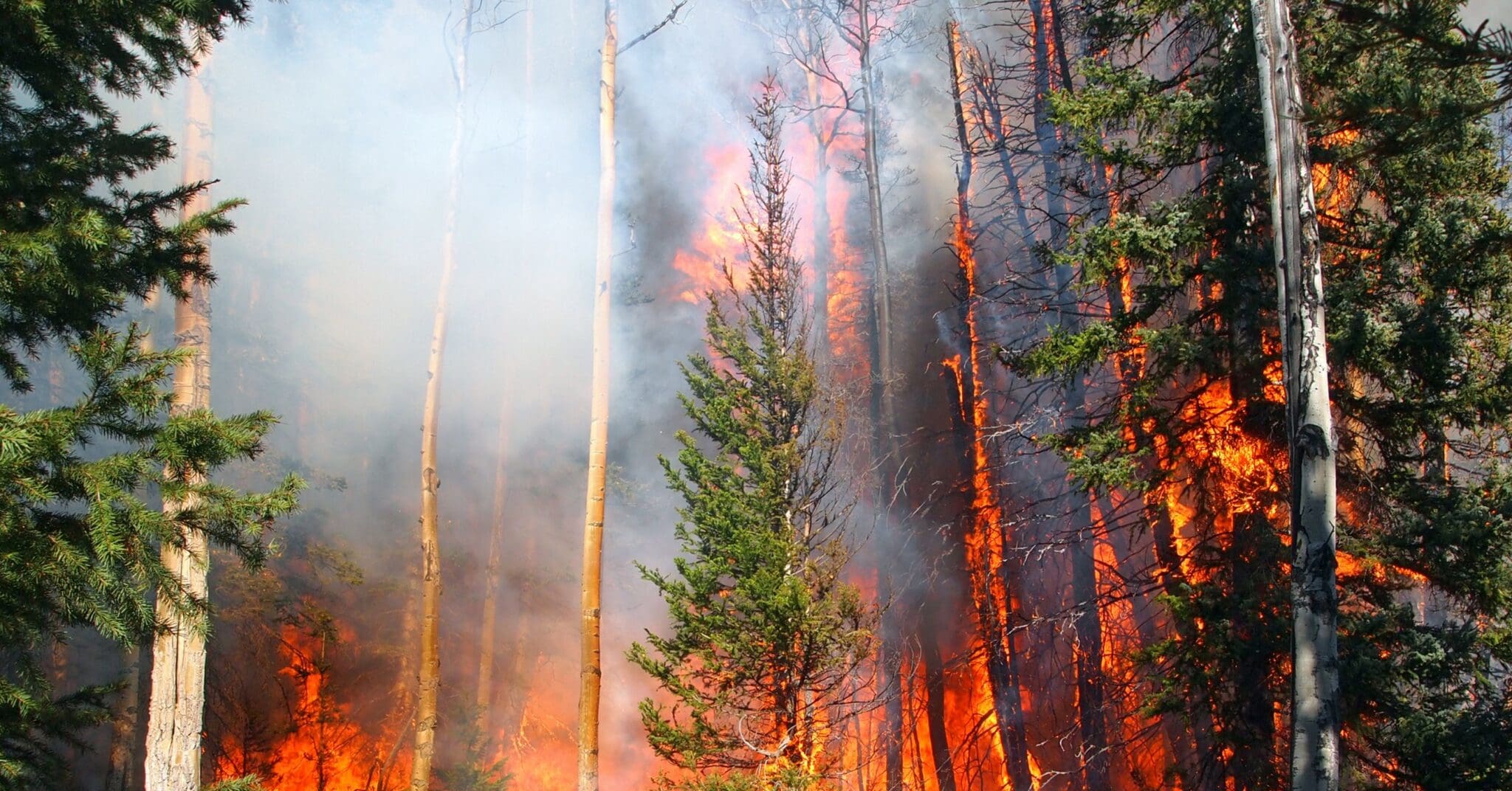 California’s Strategy for Sustainable Outdoor Recreation & Wildfire ...